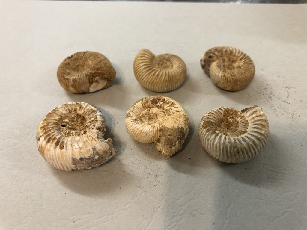 Ammonites - KK Crystals & Fossils