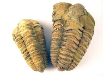 KK Crystals & Fossils - Shop and Online - Norwich Norfolk
